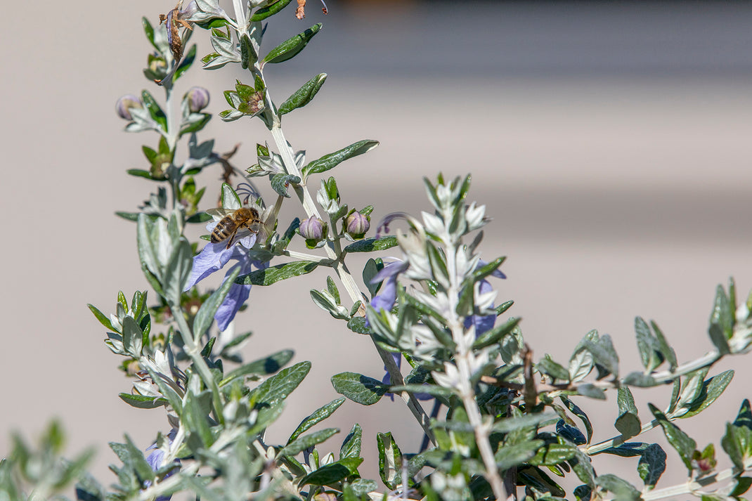 Business Hive Hosting – Hives Manawatu